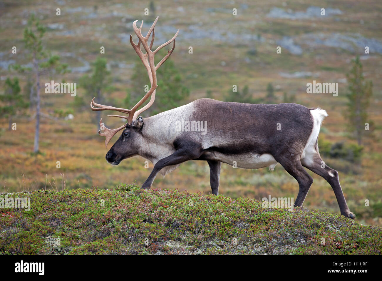 Reindeer finland hi-res stock photography and images - Alamy