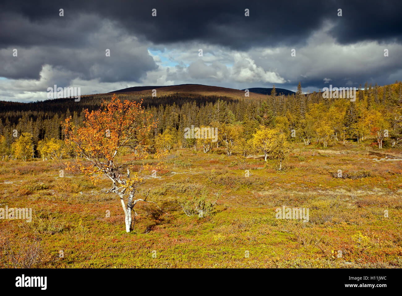 Tundra with Birch Stock Photo - Alamy