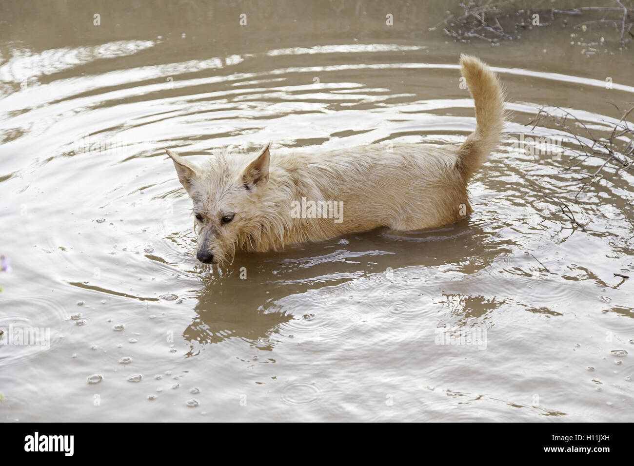Hunting dog mud bath in forest, nature Stock Photo - Alamy