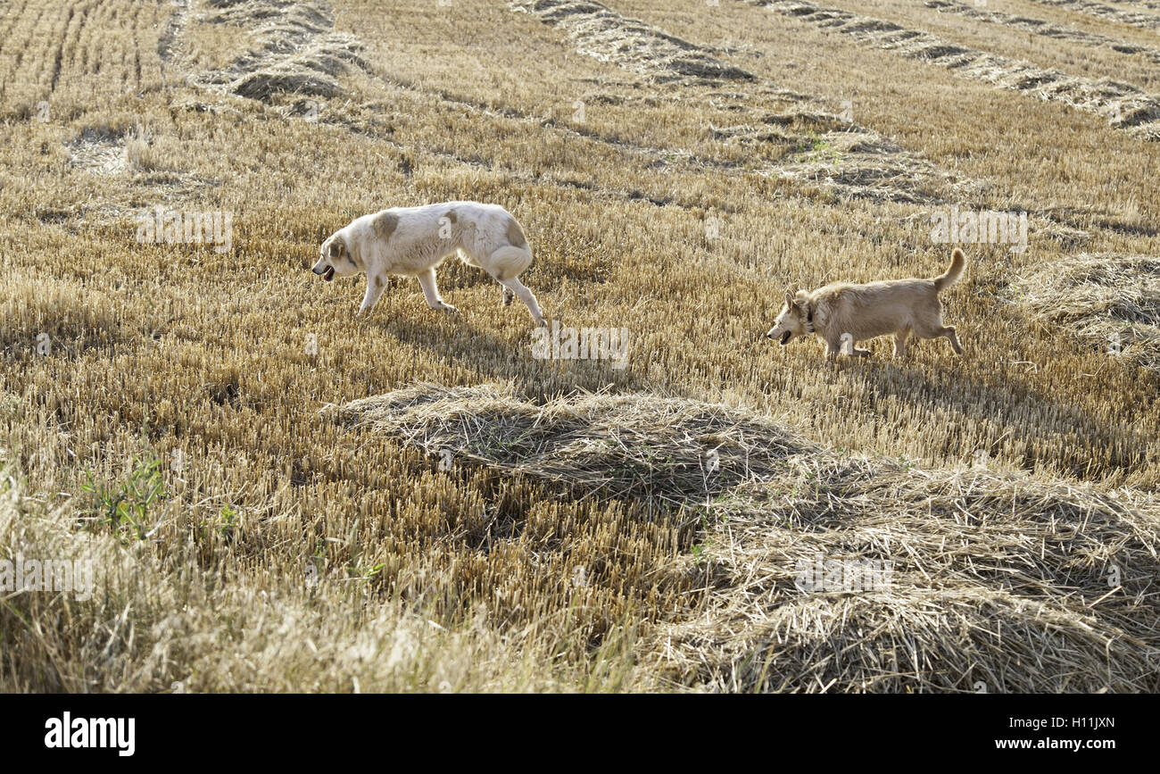 Hound dog hunting in wheat field with golden retriever Stock Photo - Alamy