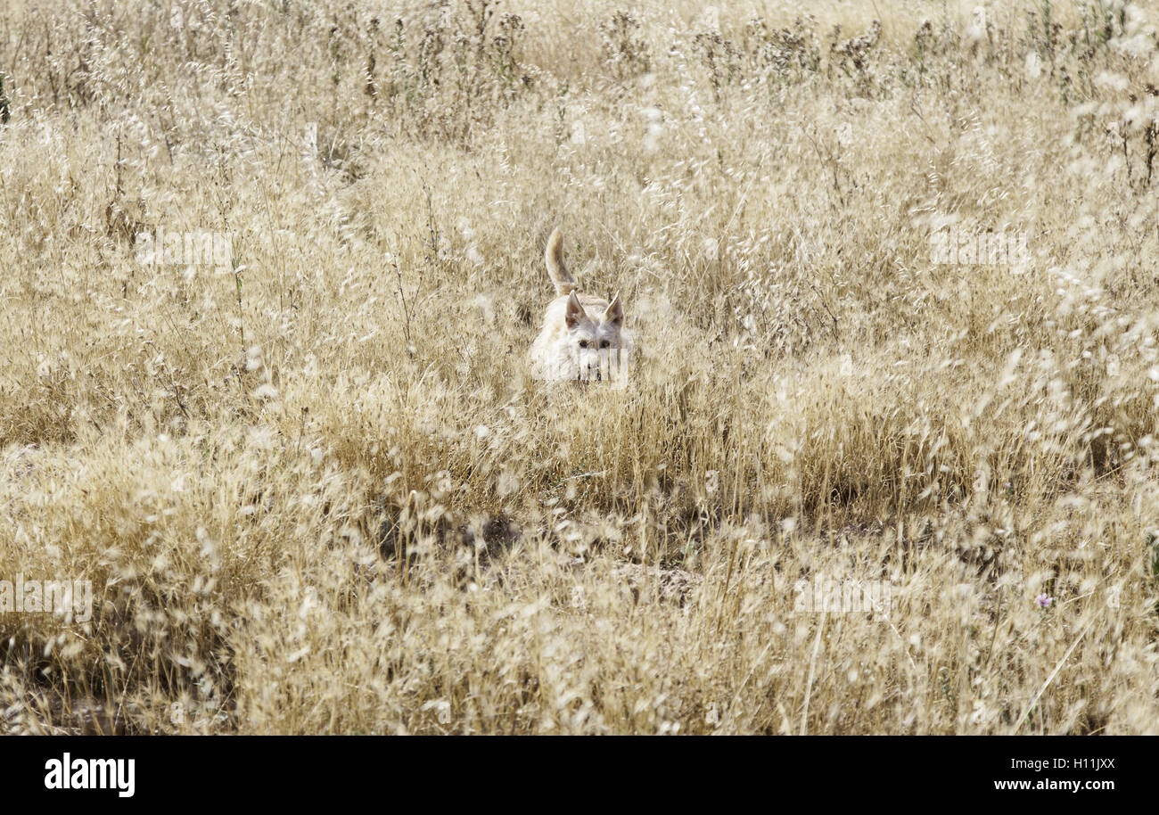 Hound dog hunting in wheat field Stock Photo - Alamy