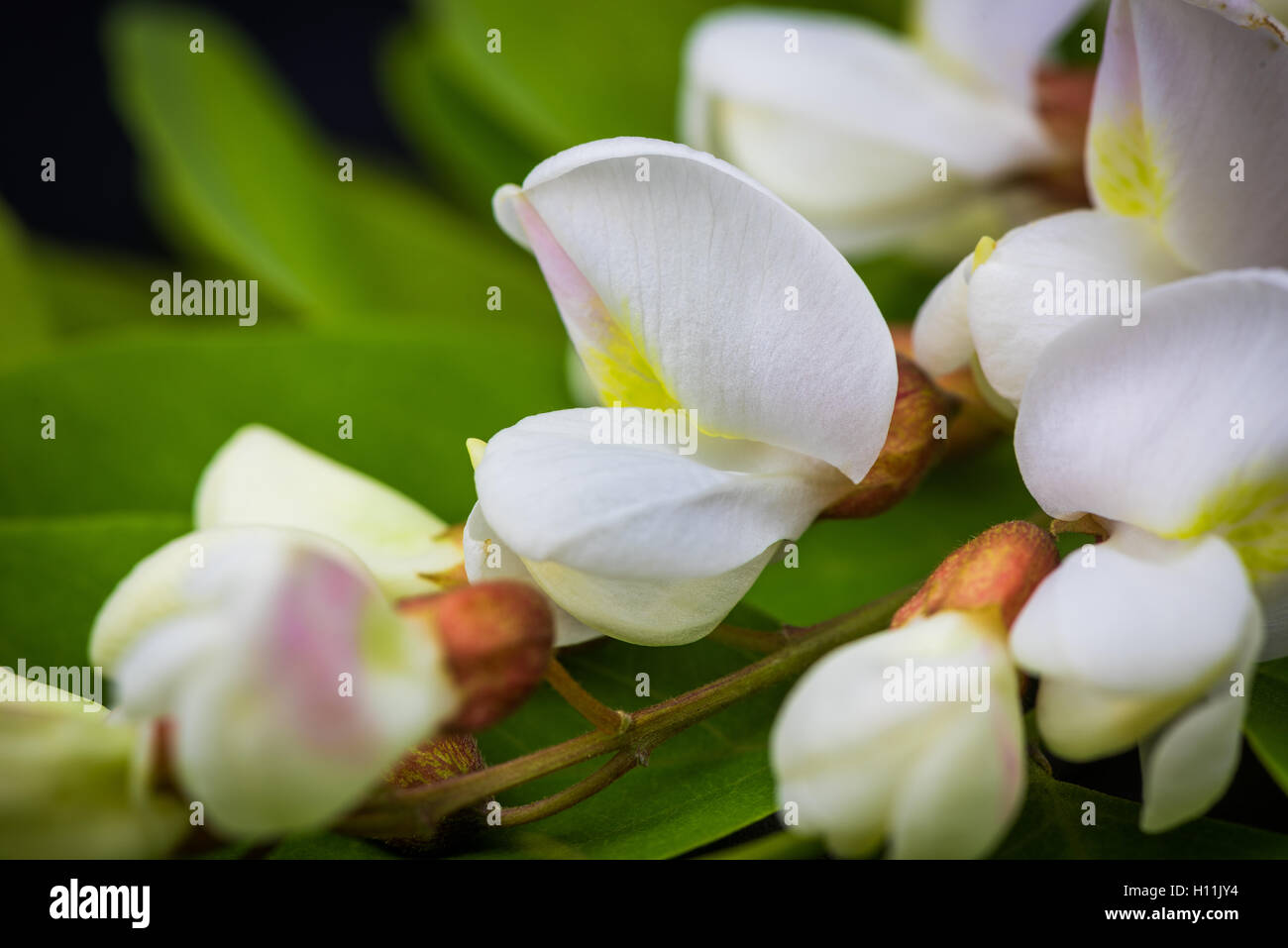 Black Locust flowers Robinia pseudoacacia Stock Photo - Alamy