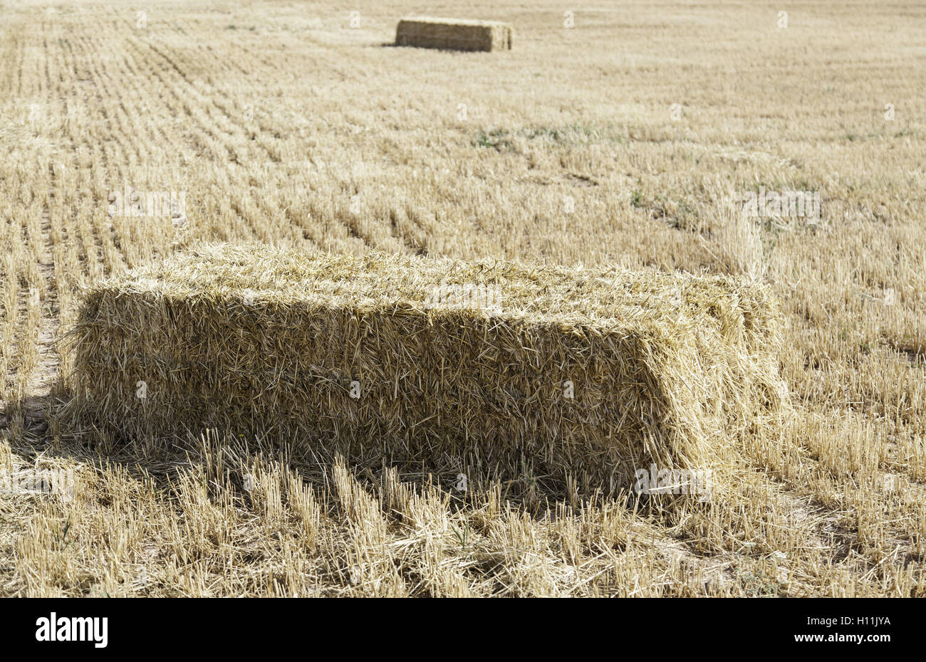 Fields of straw stacked in nature, agriculture Stock Photo - Alamy