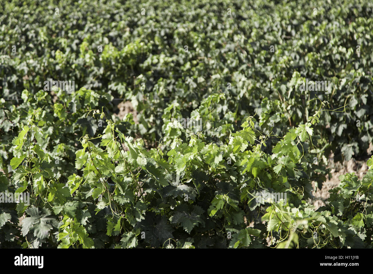 Field of vines and land in nature Stock Photo - Alamy