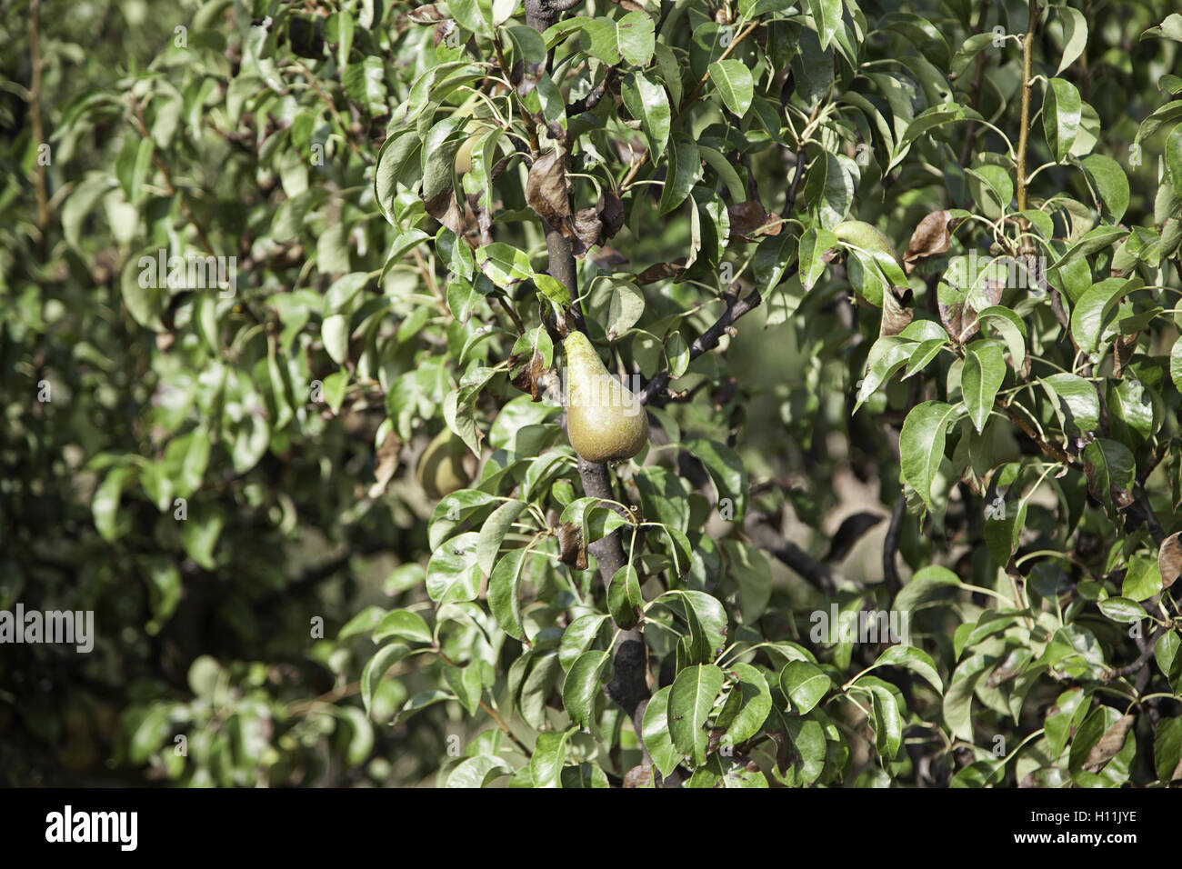 Pear trees in field, agriculture and harvesting Stock Photo - Alamy