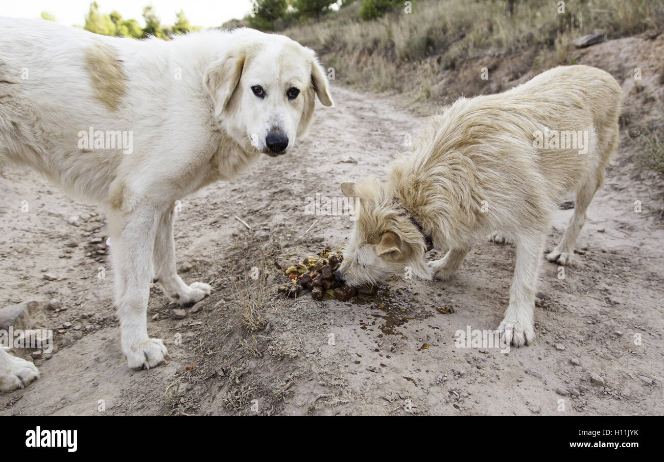 Dogs eating together in field, nature Stock Photo - Alamy
