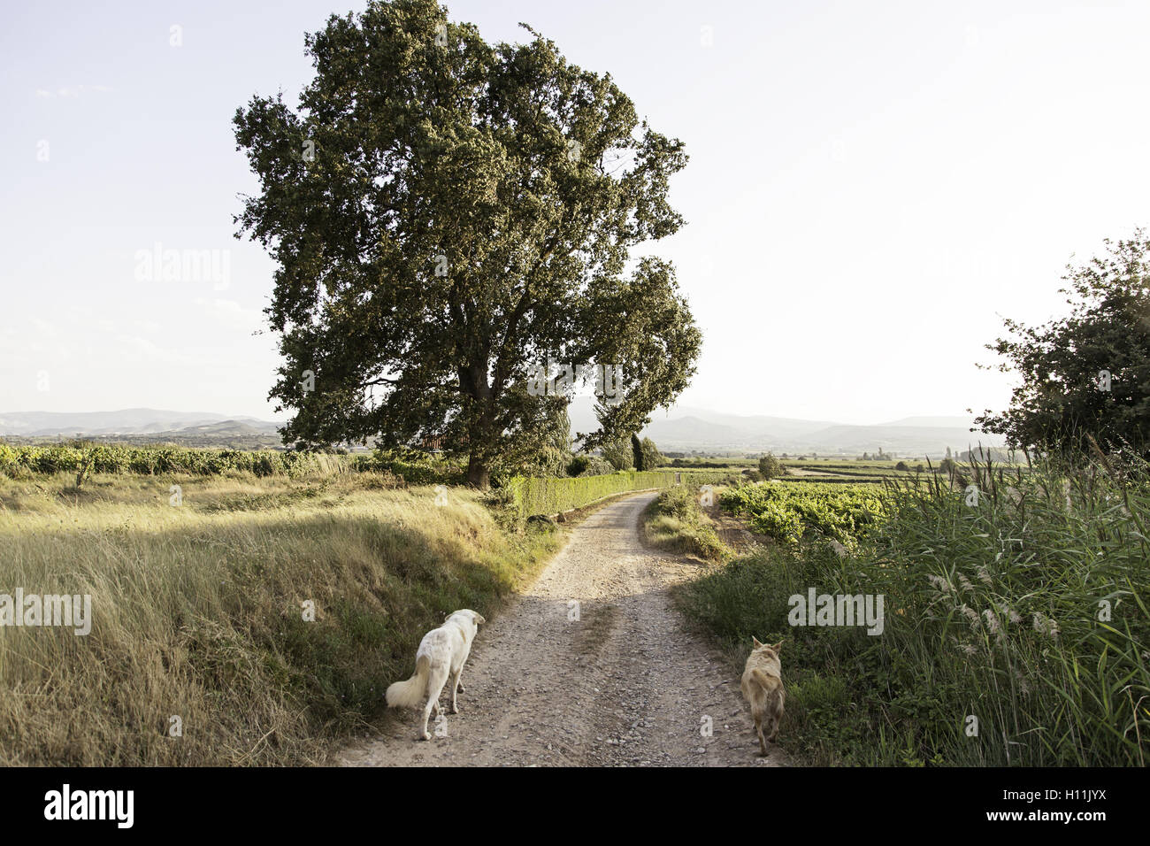 Dogs running on countryside, animals friends Stock Photo - Alamy