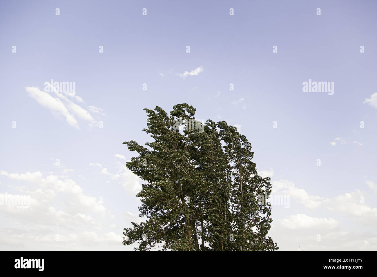 Tree with sky in nature, landscape Stock Photo - Alamy