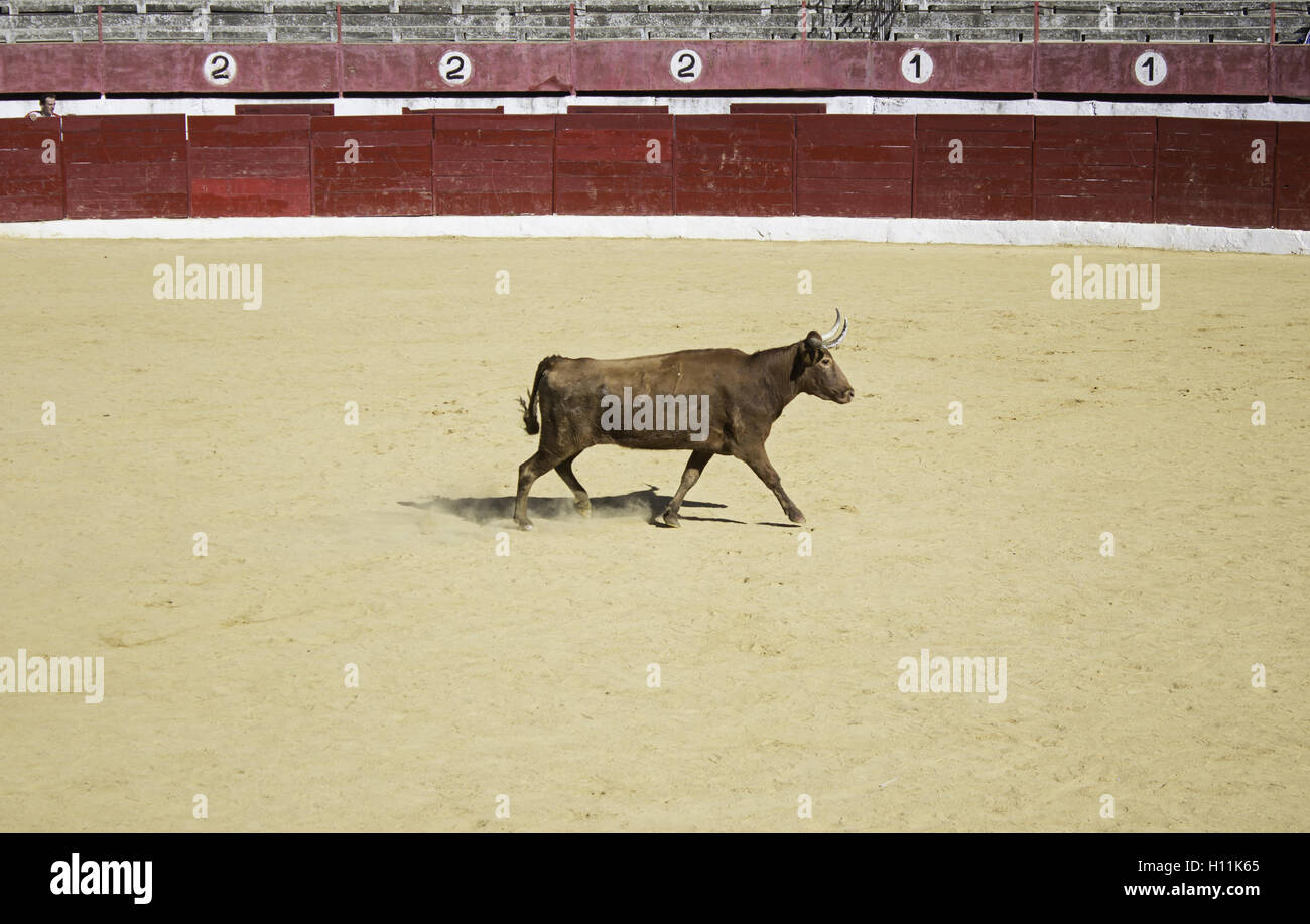 Bull in bullring arena, animals and culture Stock Photo - Alamy
