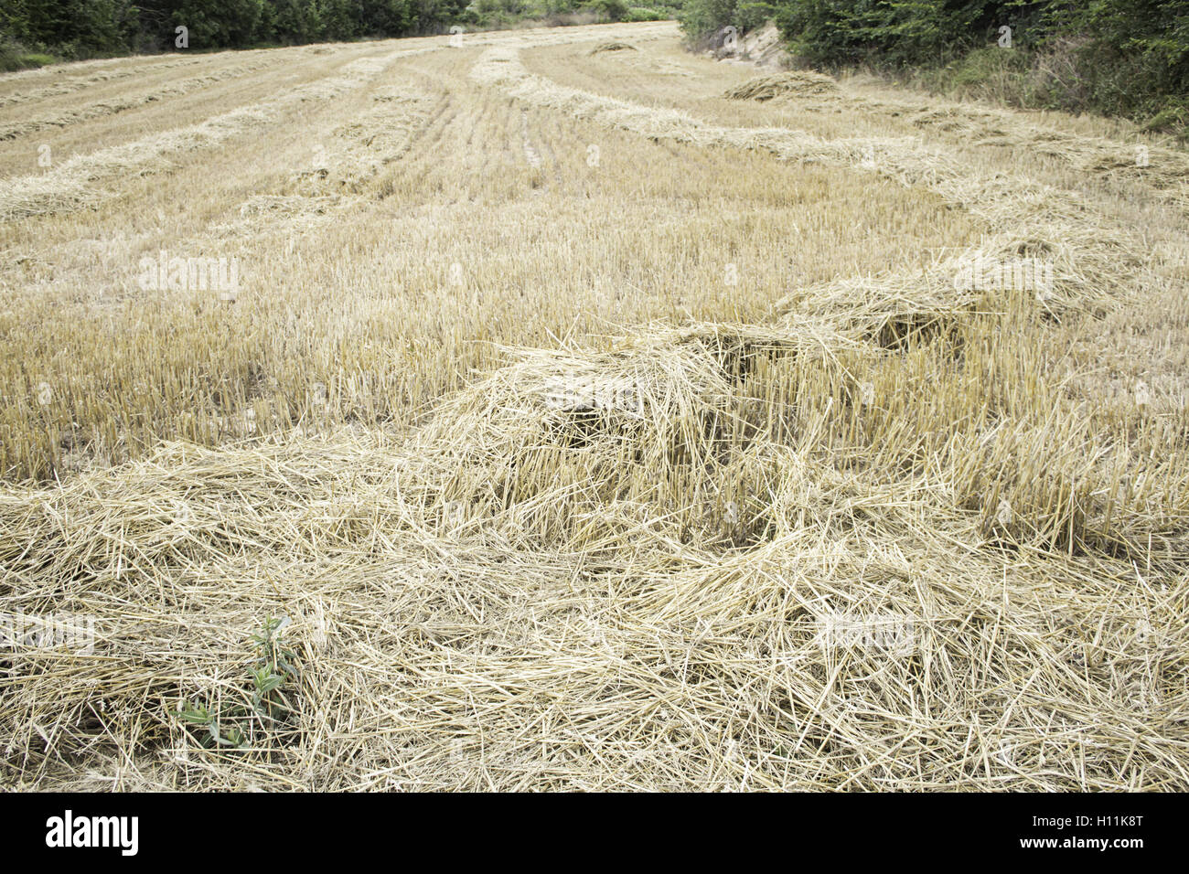 Field of wheat and straw on people, nature Stock Photo - Alamy
