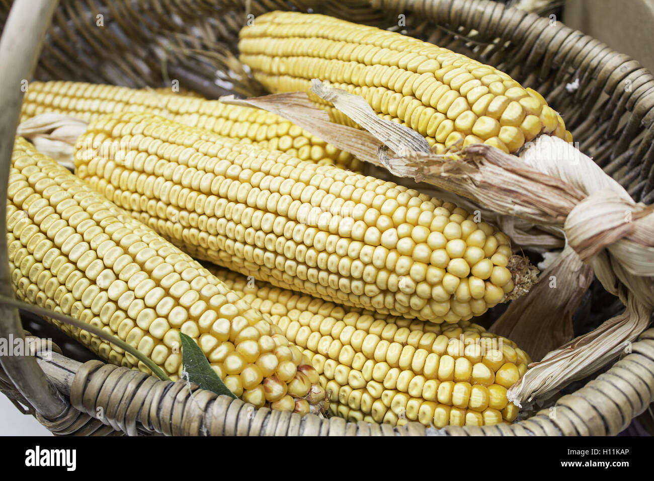 Ears fresh sweet corn hi-res stock photography and images - Alamy