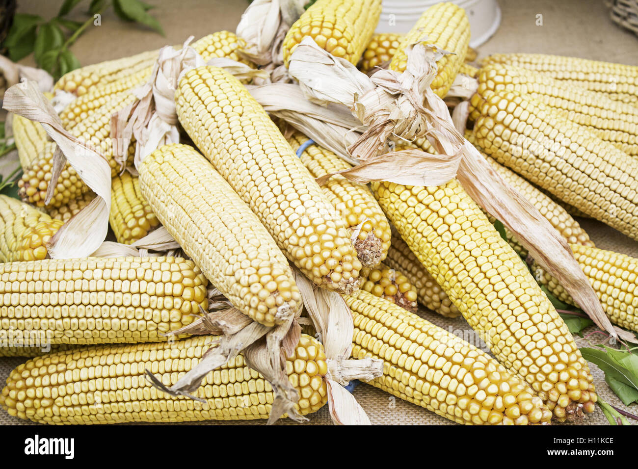 Ears of corn in feed market, nature Stock Photo - Alamy