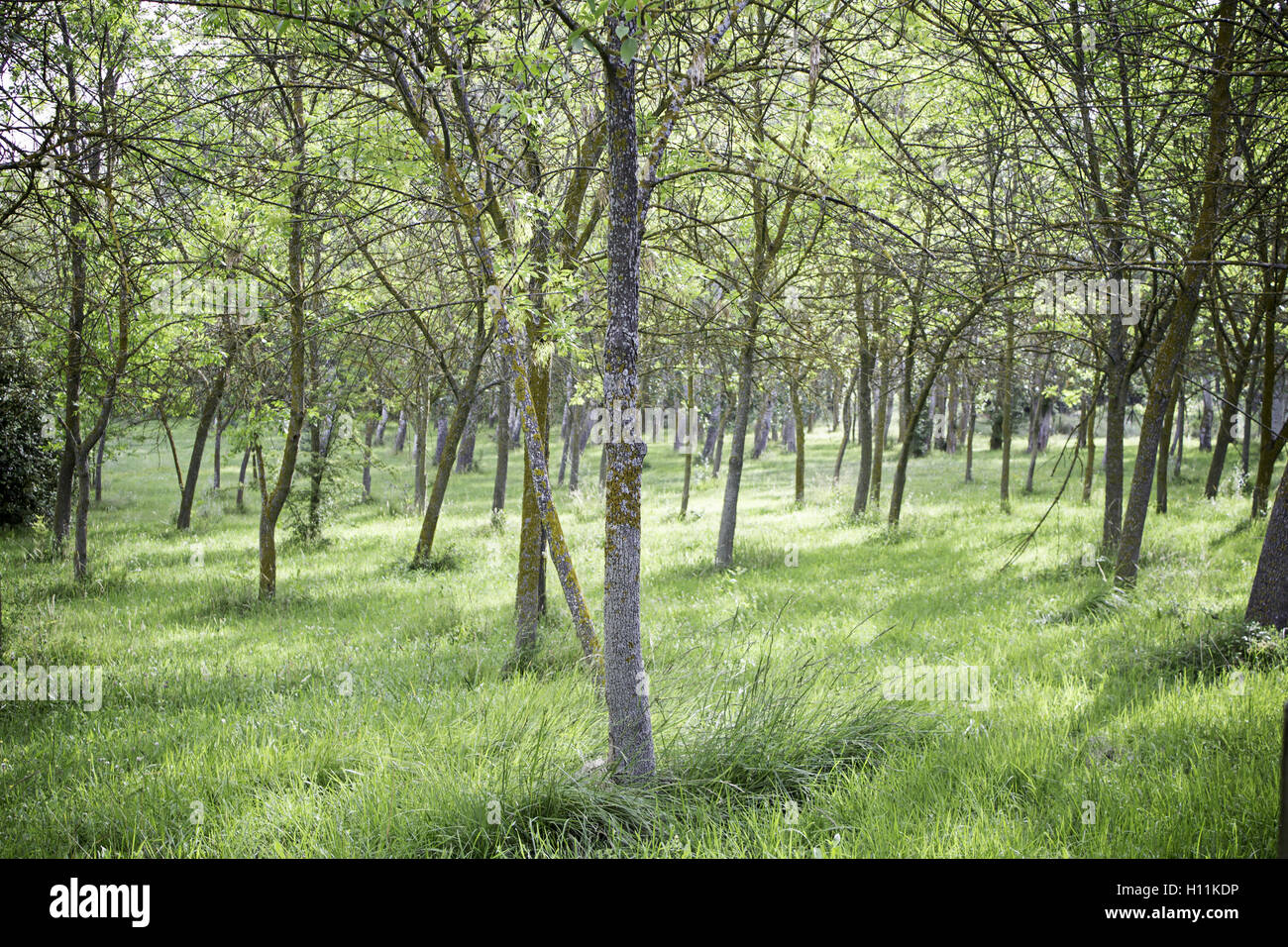 Forest with lush trees in nature environment Stock Photo - Alamy