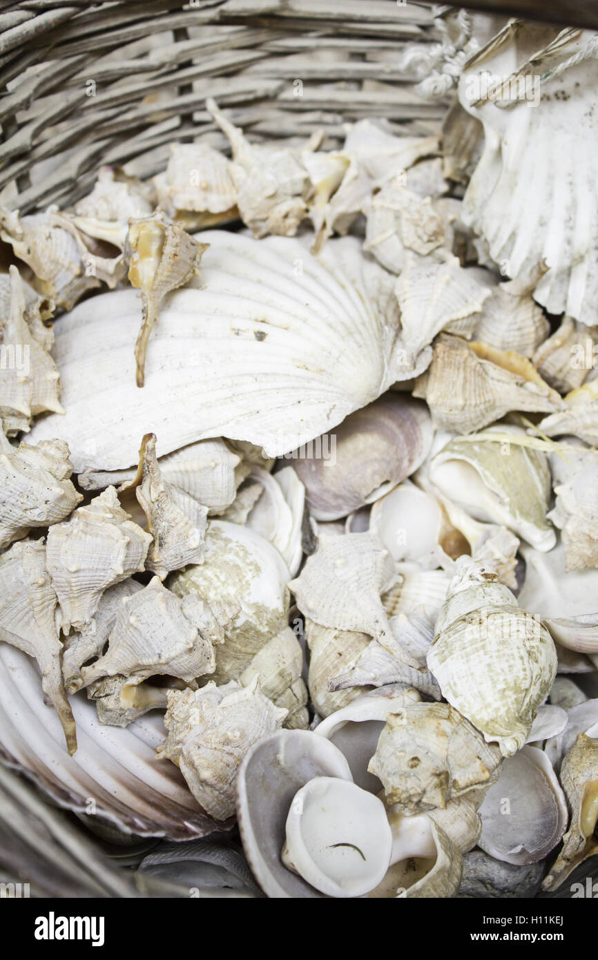 Seashells in wicker basket, nature and decoration Stock Photo - Alamy