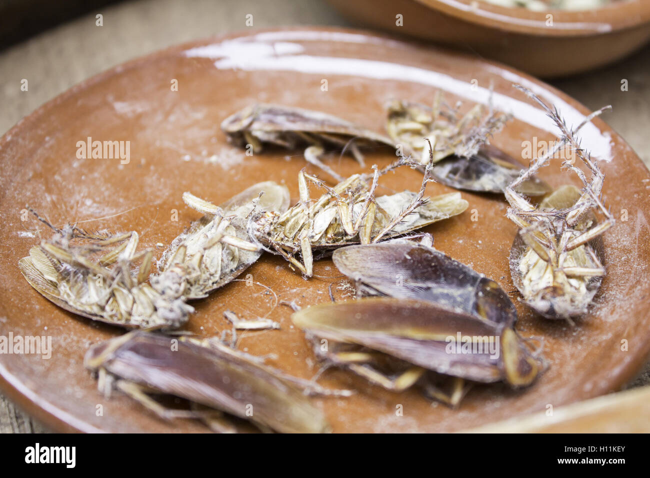 Dead roaches on clay plate, animals Stock Photo - Alamy