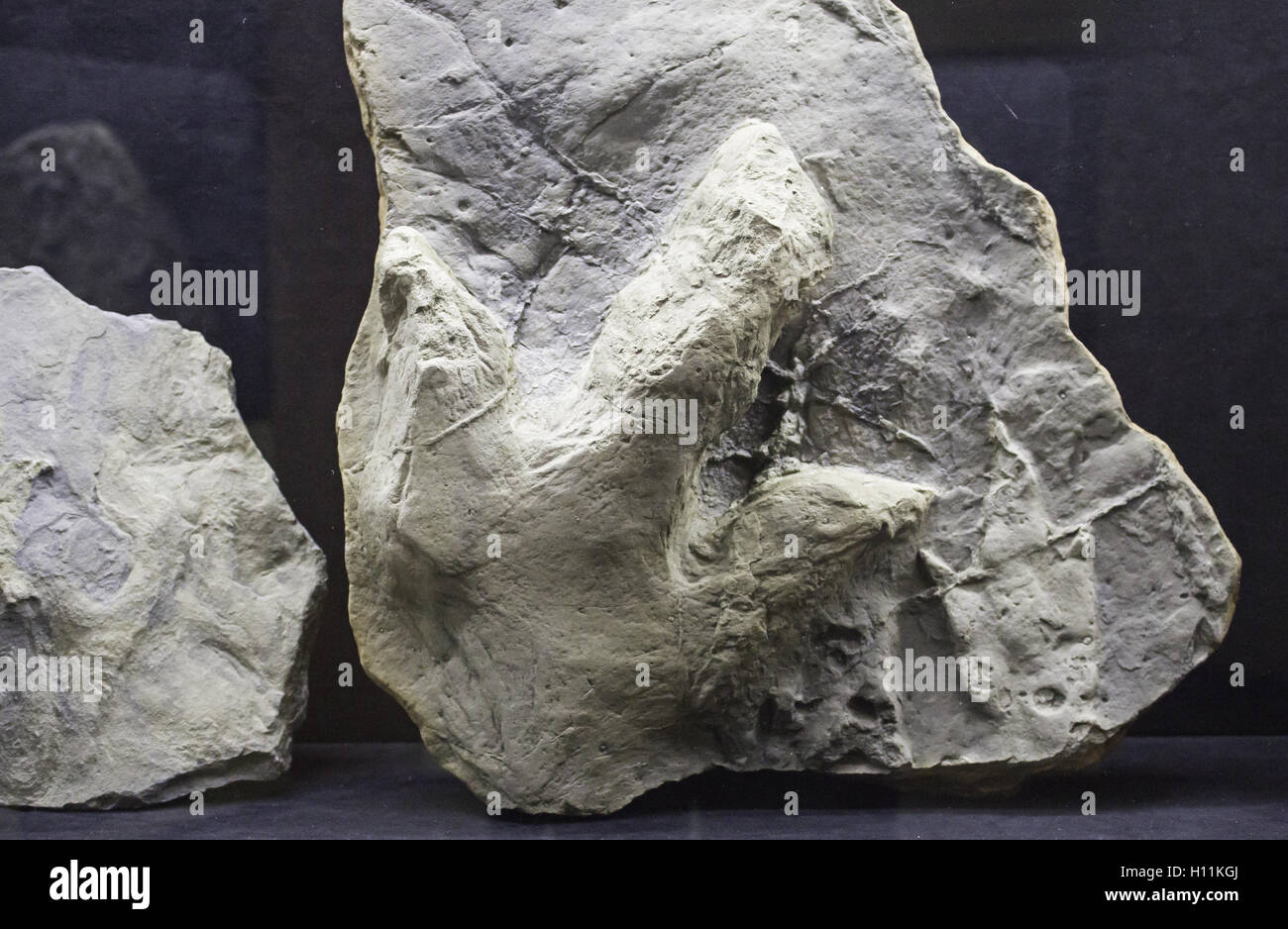 Fossil footprint hi-res stock photography and images - Alamy