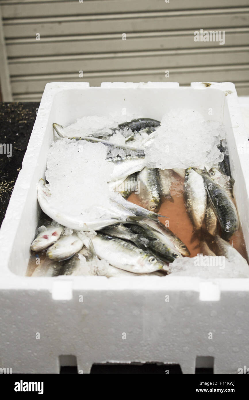 Sardines with blood and fish ice box Stock Photo - Alamy
