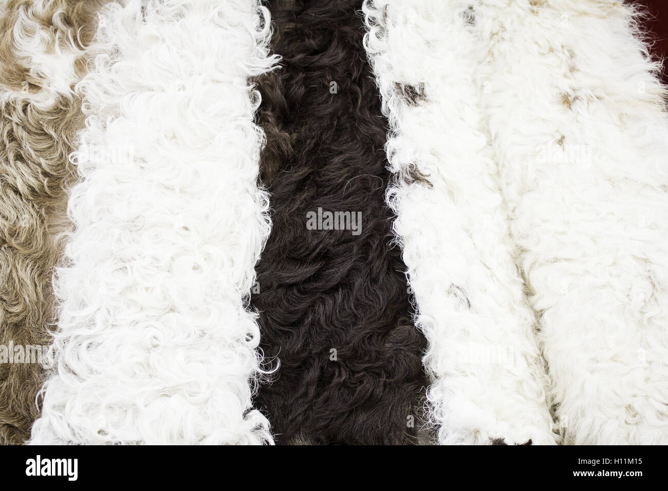 Wool from sheep of different colors, animal and nature Stock Photo - Alamy