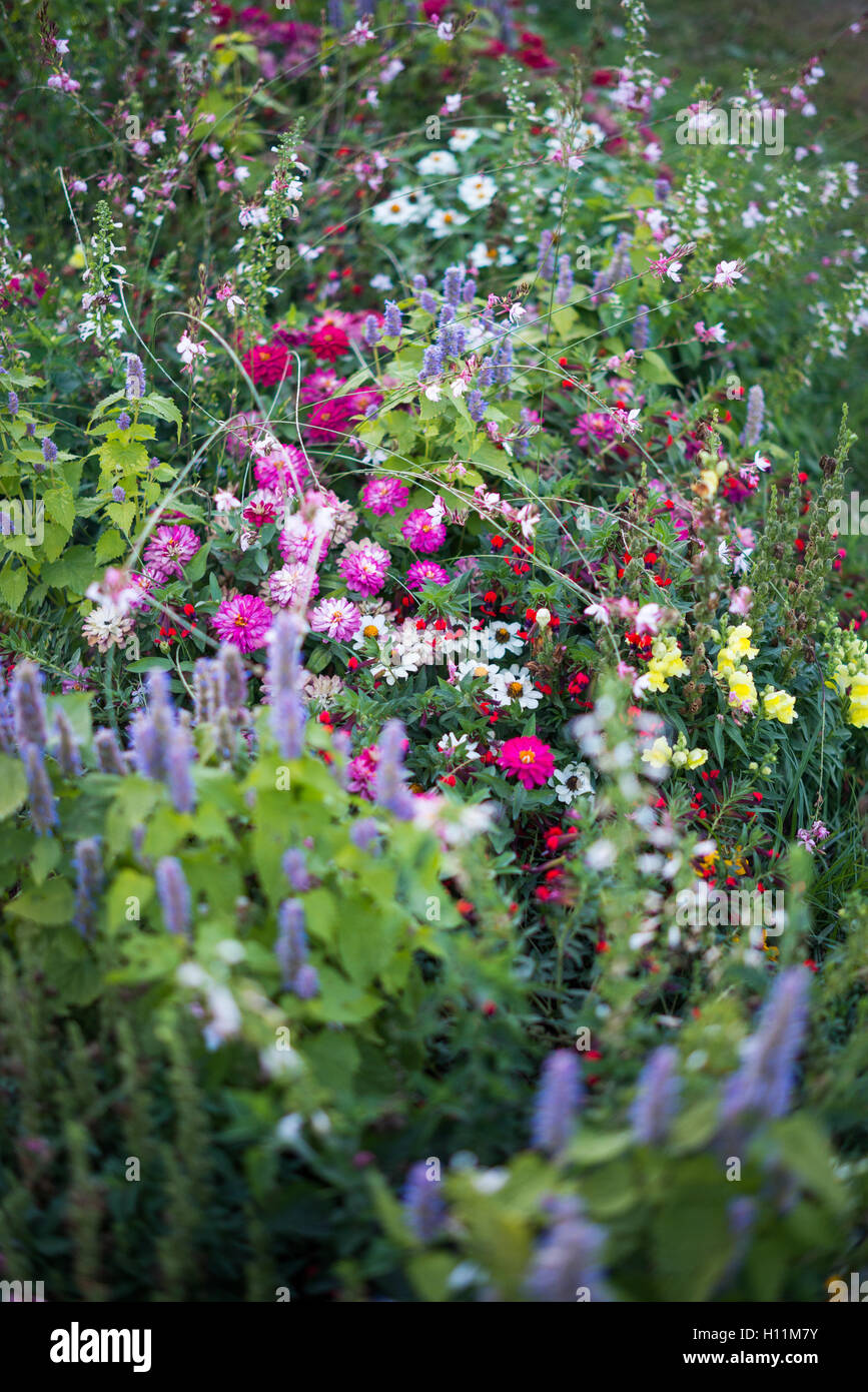 Flowers, Bourgogne, France Stock Photo - Alamy