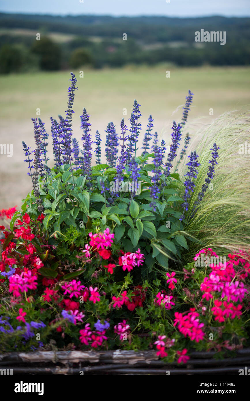 Flowers, Bourgogne, France Stock Photo - Alamy