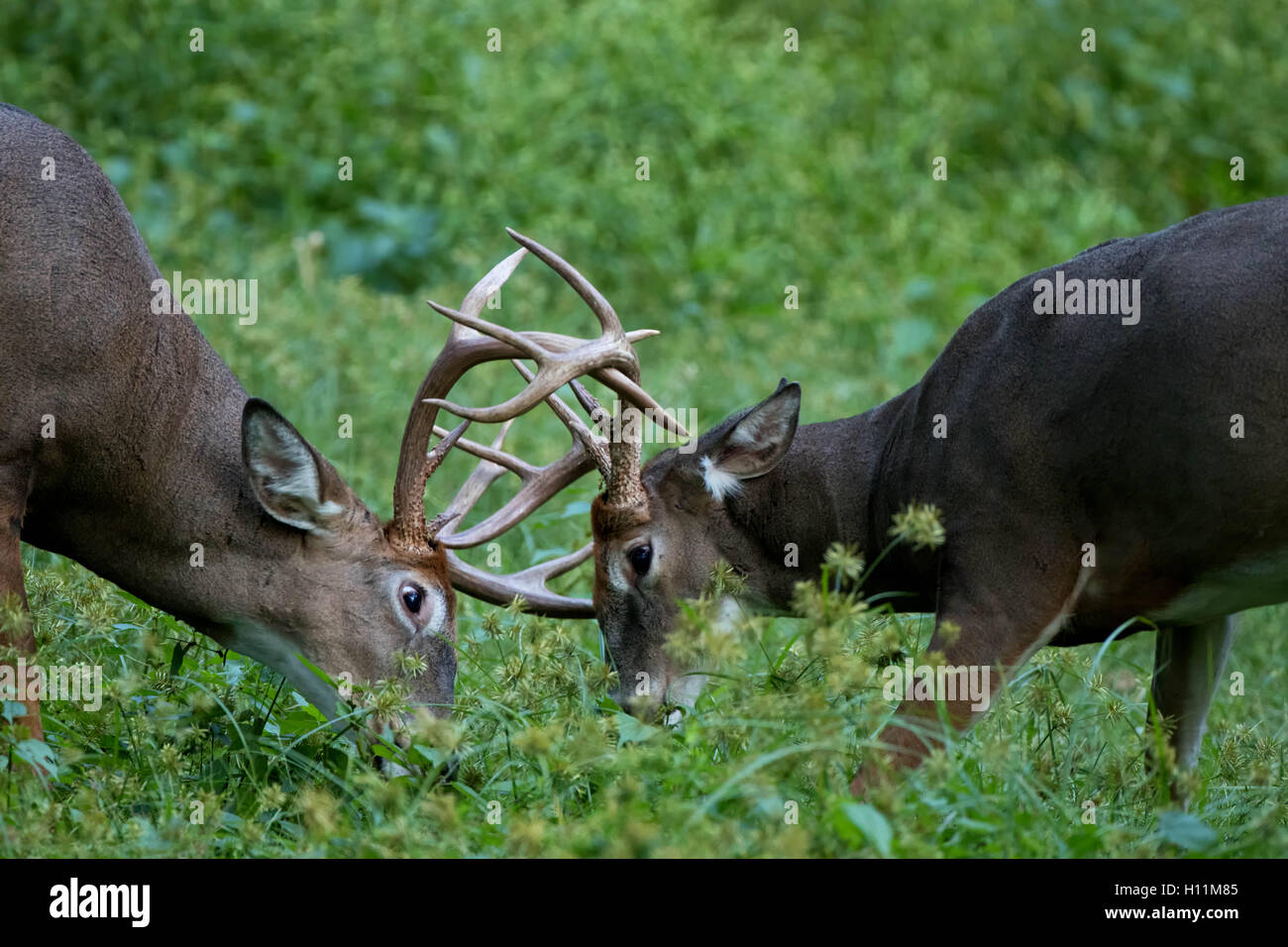 Stag rut fight hi-res stock photography and images - Alamy