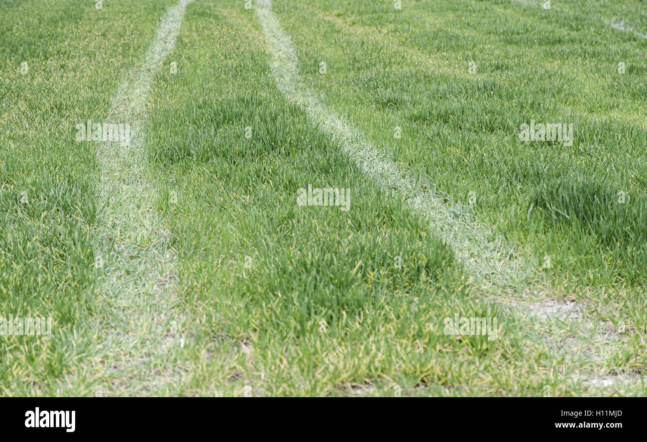 Park grass field, nature and landscape Stock Photo - Alamy