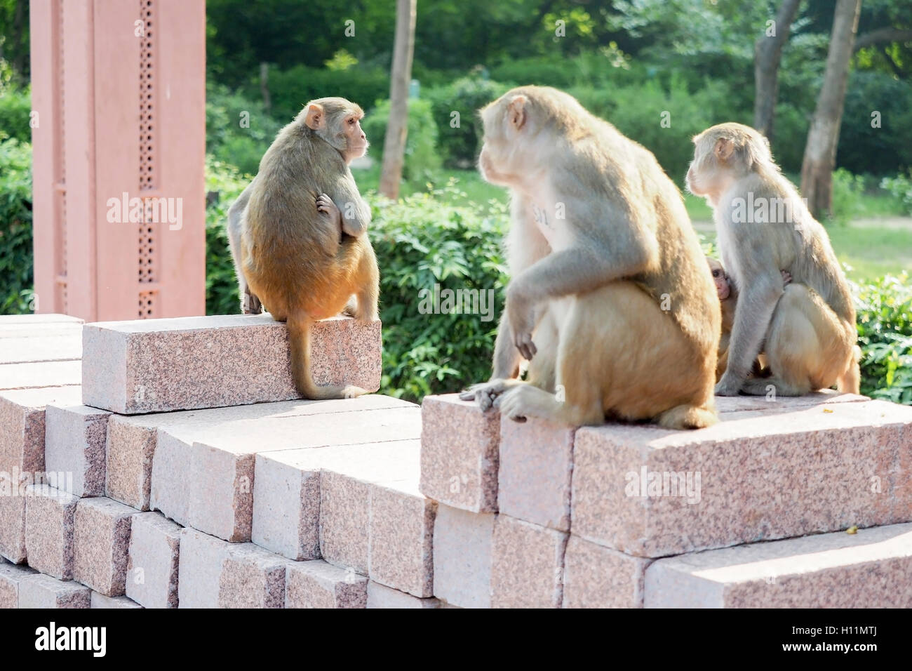 Monkeys watching another monkey breastfeeding baby Stock Photo - Alamy