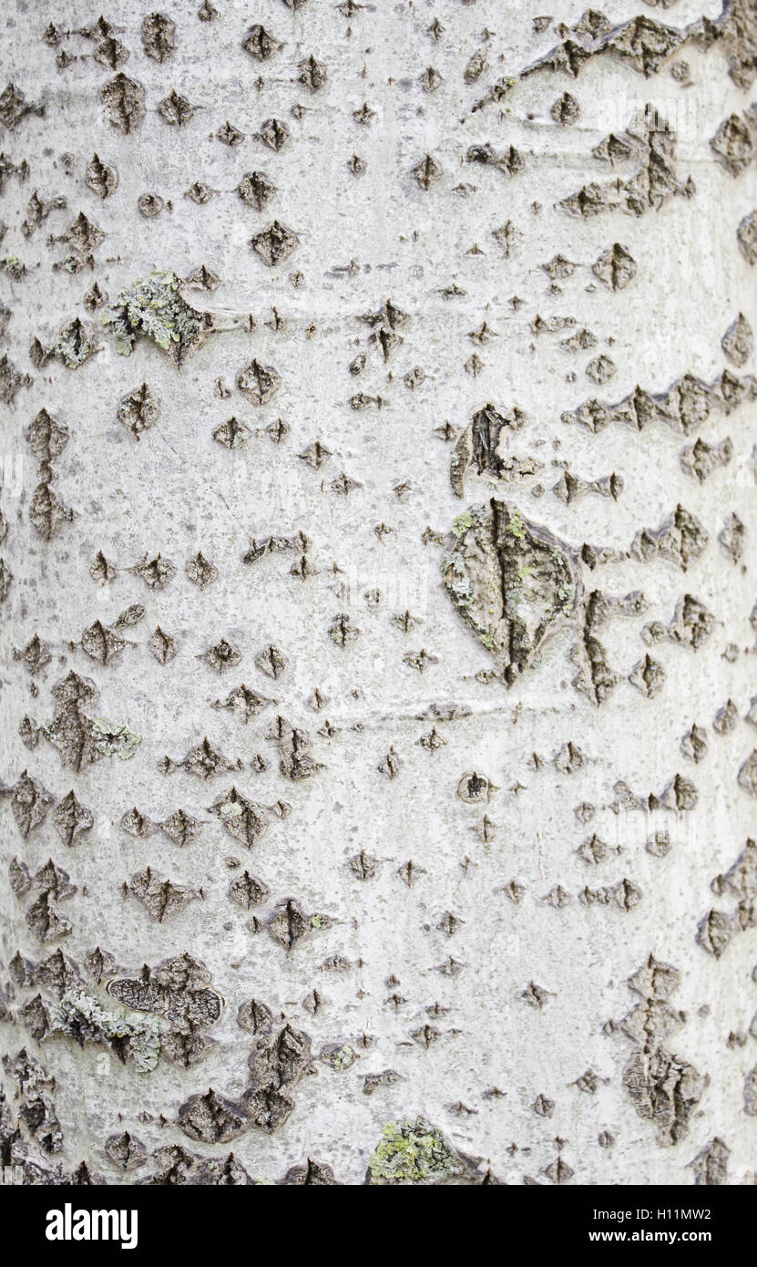 Wood carved tree hi-res stock photography and images - Alamy