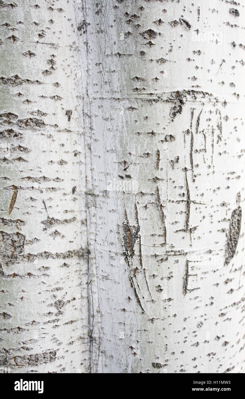 Wood carved tree hi-res stock photography and images - Alamy