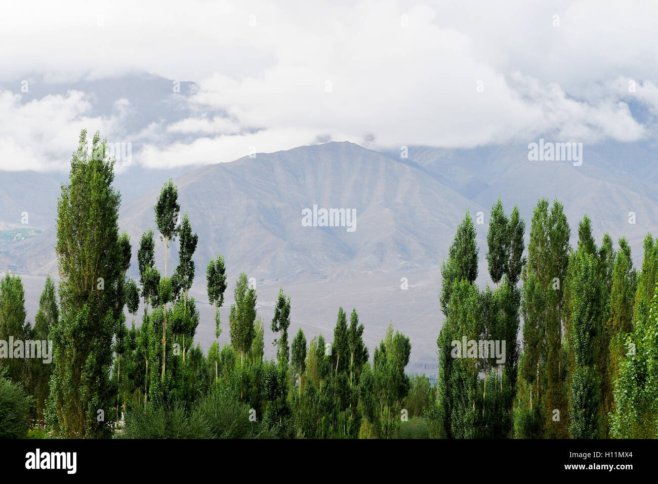 Green trees over mountain background in Leh, Ladakh, India Stock Photo ...