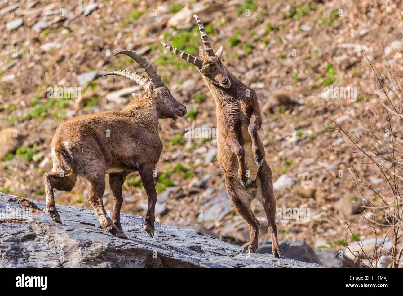 Ibex Animal Fighting