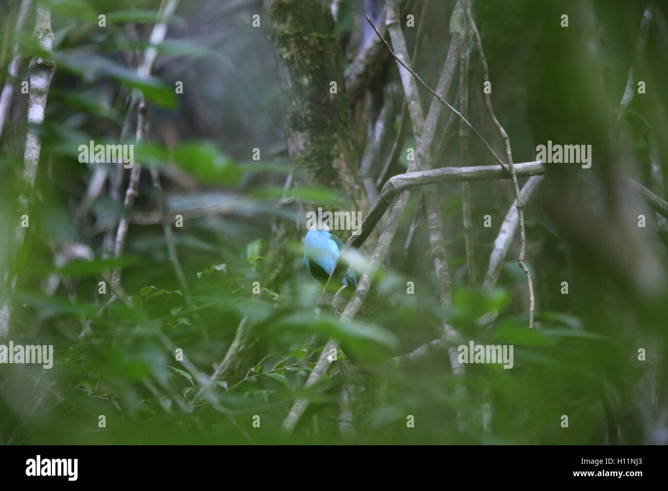 Azure-breasted pitta (Pitta steerii) in Rajah Sikatuna National Park ...