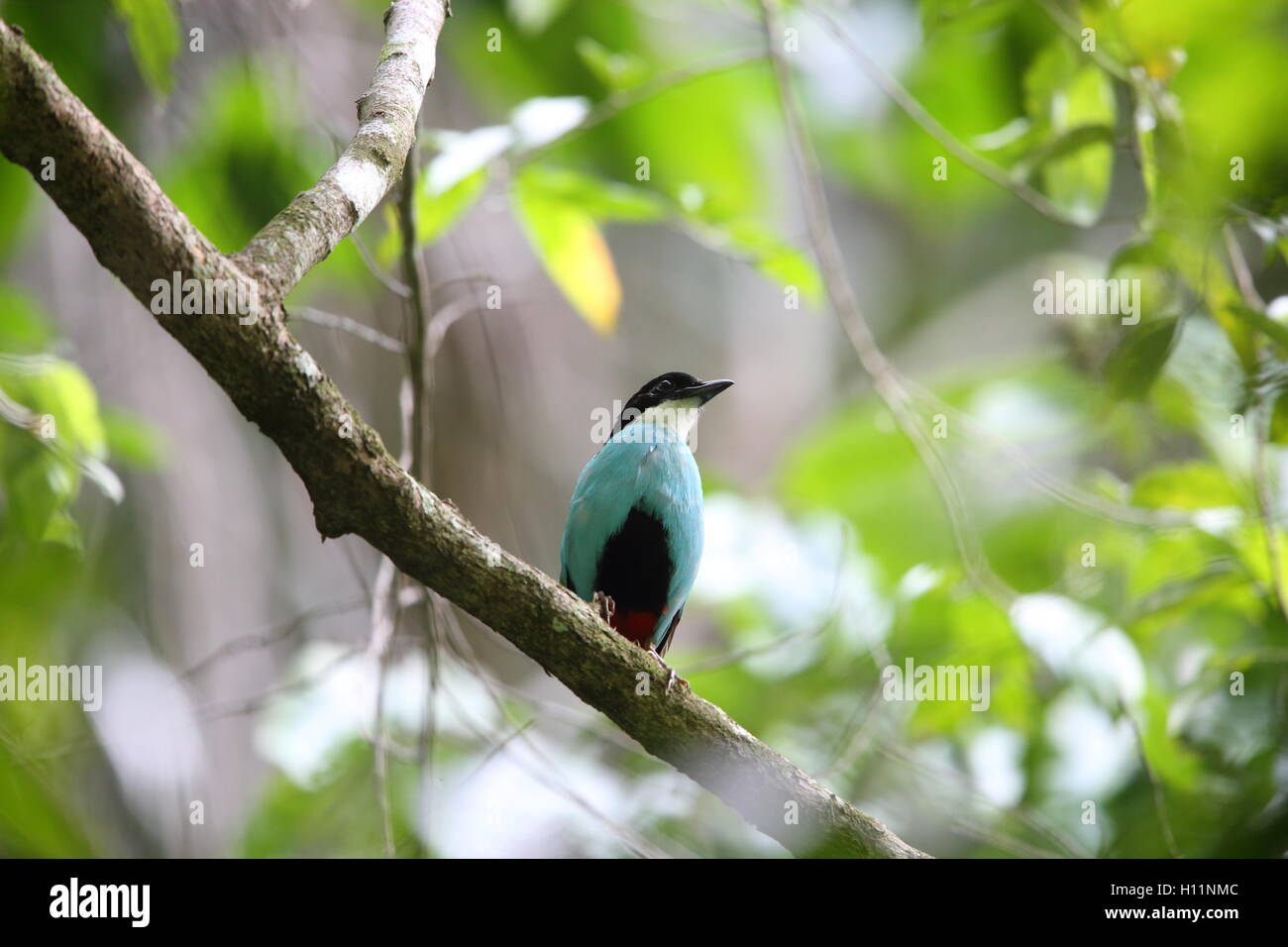 Azure-breasted pitta (Pitta steerii) in Rajah Sikatuna National Park ...