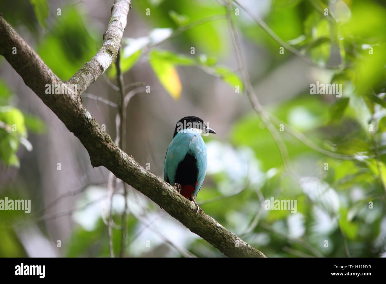 Azure-breasted pitta (Pitta steerii) in Rajah Sikatuna National Park ...