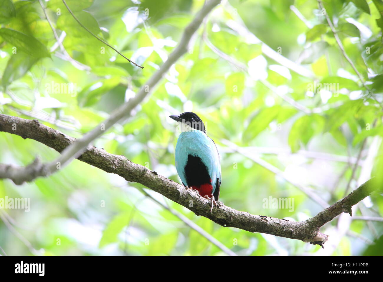 Azure-breasted pitta (Pitta steerii) in Rajah Sikatuna National Park ...