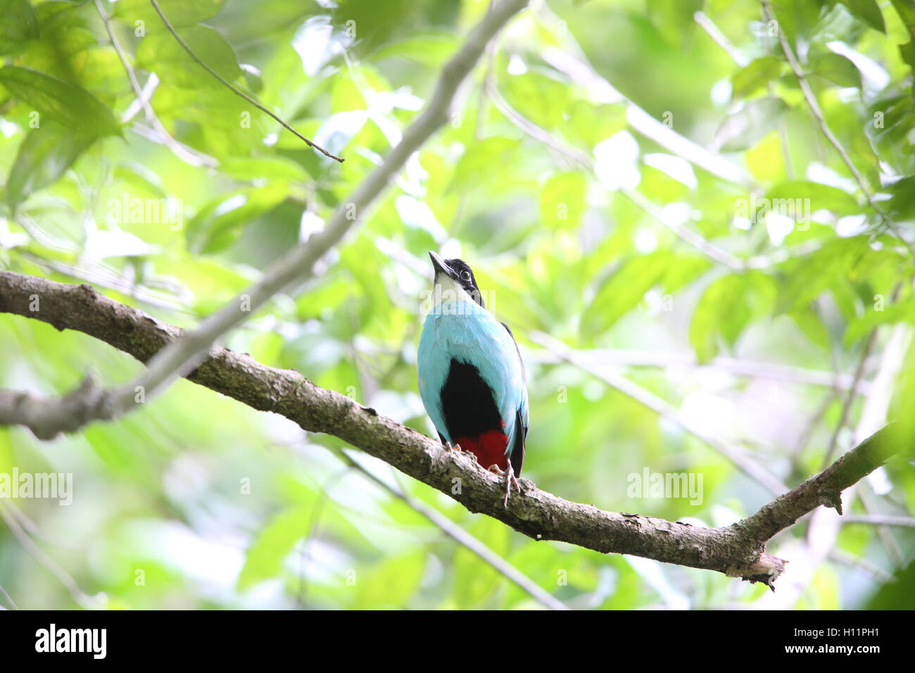 Azure-breasted pitta (Pitta steerii) in Rajah Sikatuna National Park ...