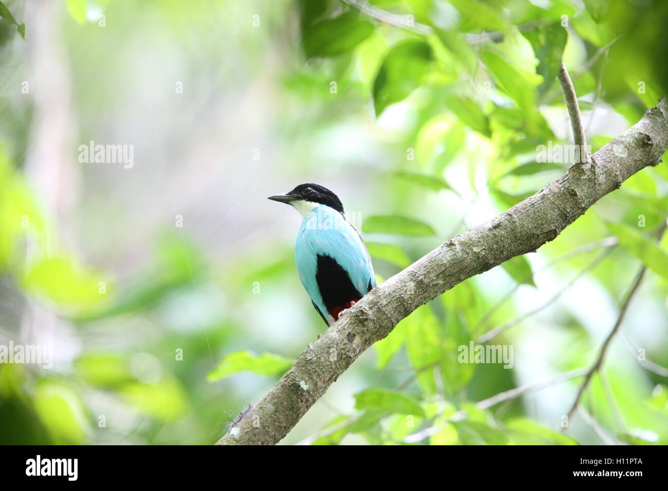 Azure-breasted pitta (Pitta steerii) in Rajah Sikatuna National Park ...