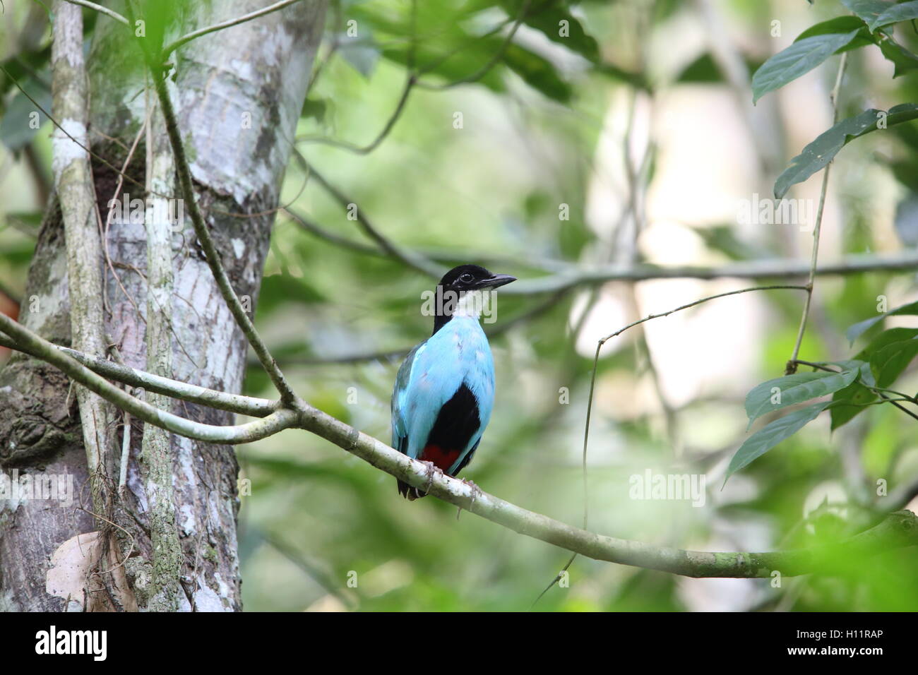 Azure-breasted pitta (Pitta steerii) in Rajah Sikatuna National Park ...