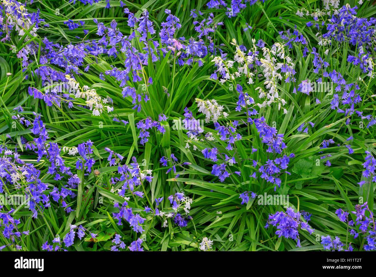 USA, Oregon, Portland, Tideman Johnson Natural Area, Spring bloom of ...