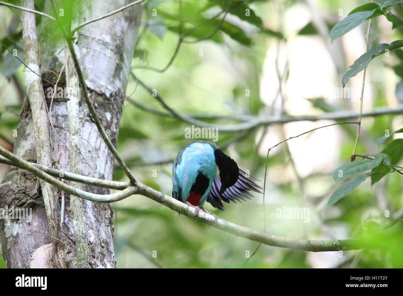 Azure-breasted pitta (Pitta steerii) in Rajah Sikatuna National Park ...