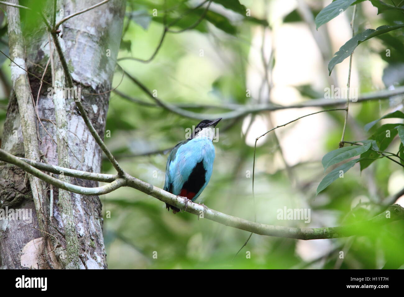 Azure-breasted pitta (Pitta steerii) in Rajah Sikatuna National Park ...