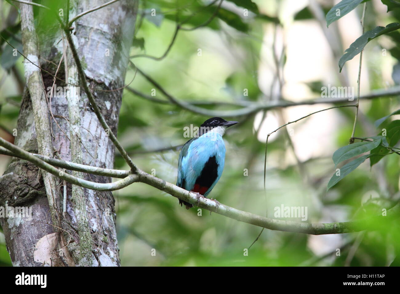 Rajah sikatuna national park hi-res stock photography and images - Alamy