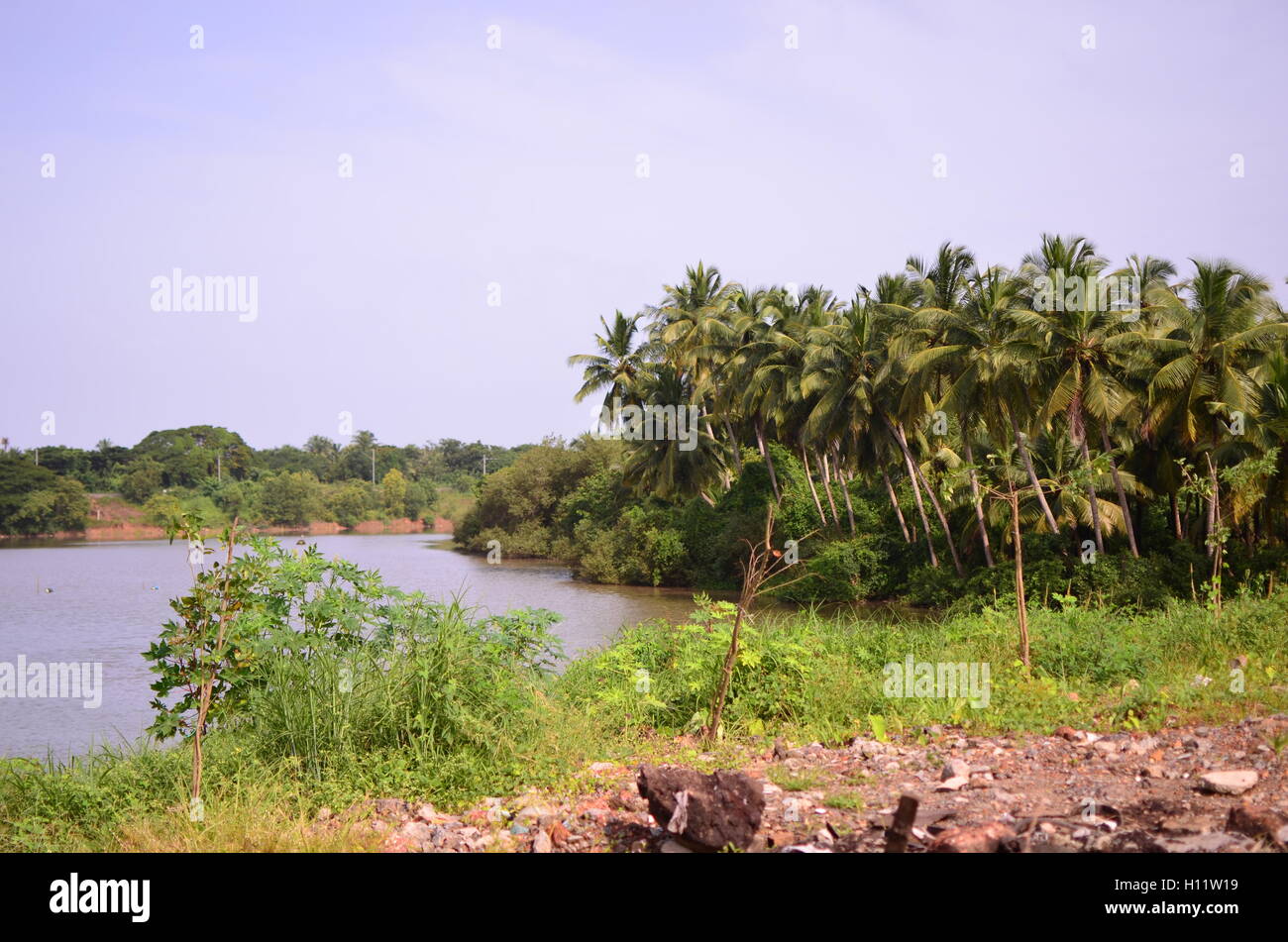 Scenic beauty of a small lagoon on the banks of Netravati River near ...