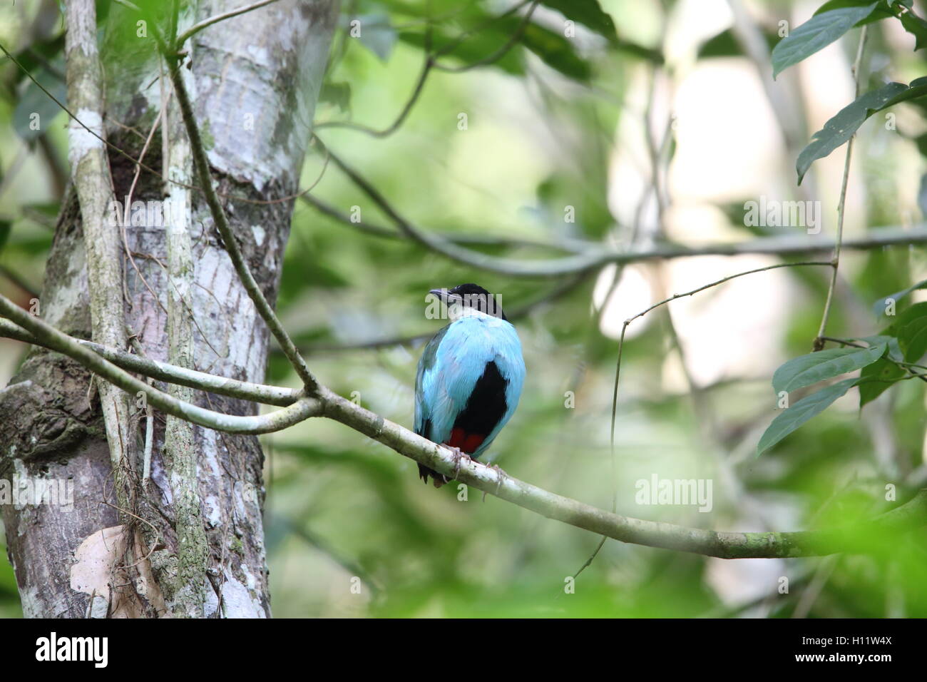 Azure-breasted pitta (Pitta steerii) in Rajah Sikatuna National Park ...