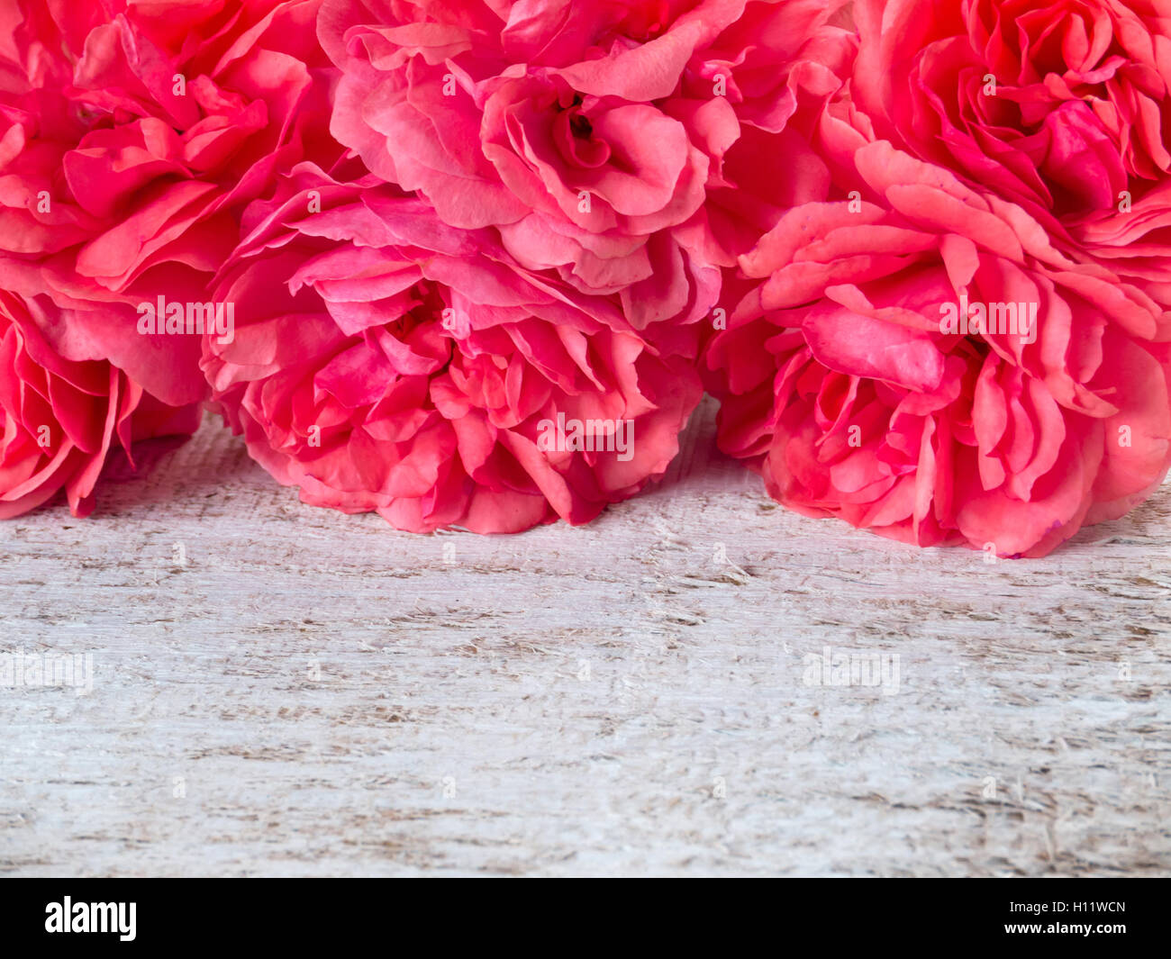 Pink double roses on the white rustic background Stock Photo - Alamy