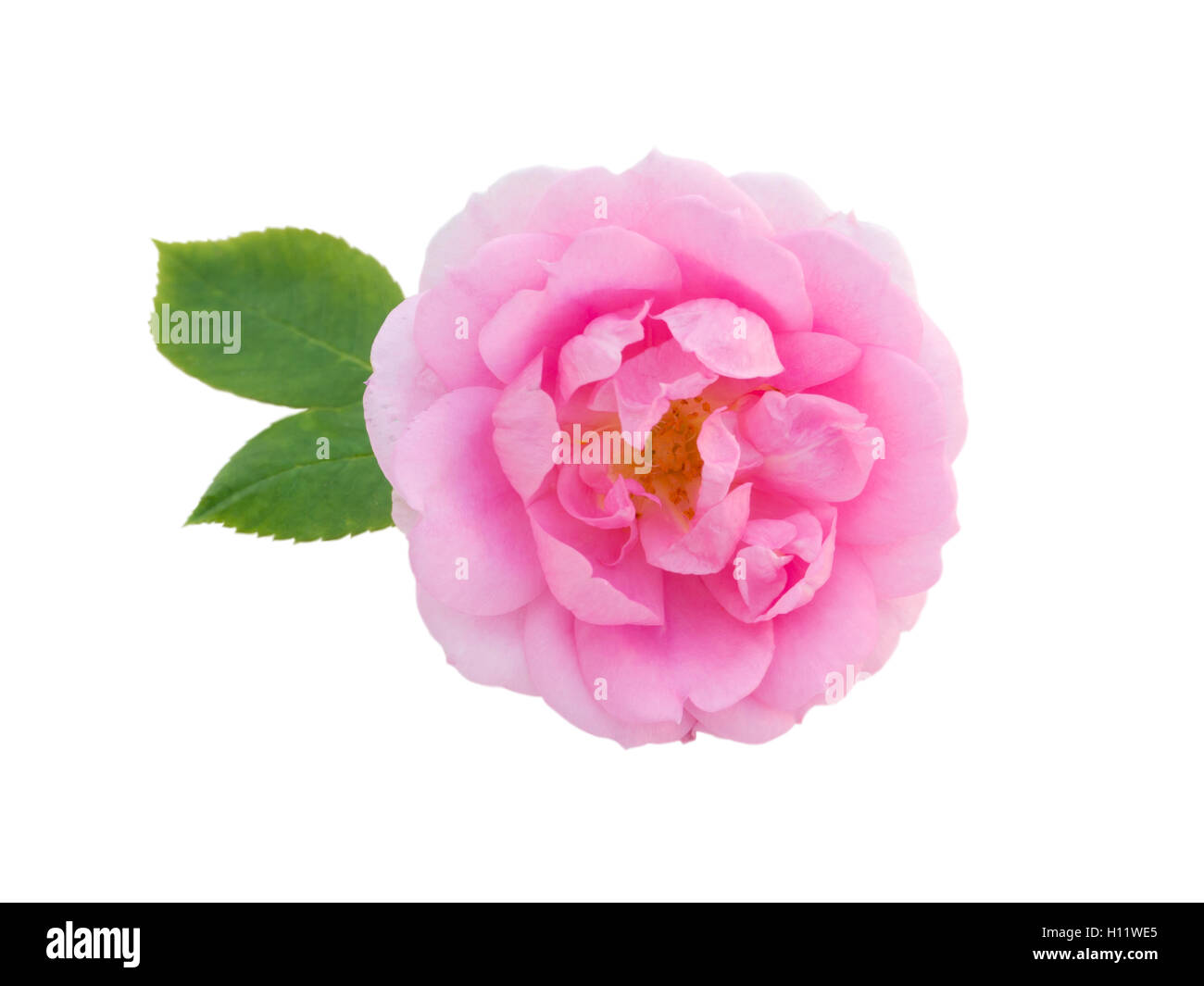 Rose pink isolated Cut Out Stock Images & Pictures - Alamy