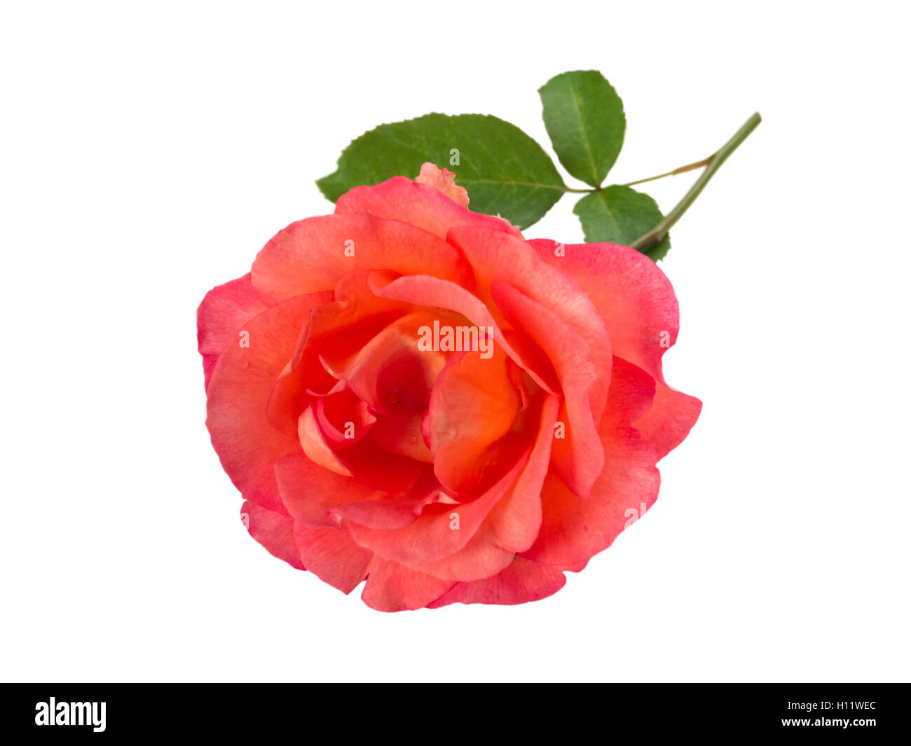 Rose flower orange color Cut Out Stock Images & Pictures - Alamy