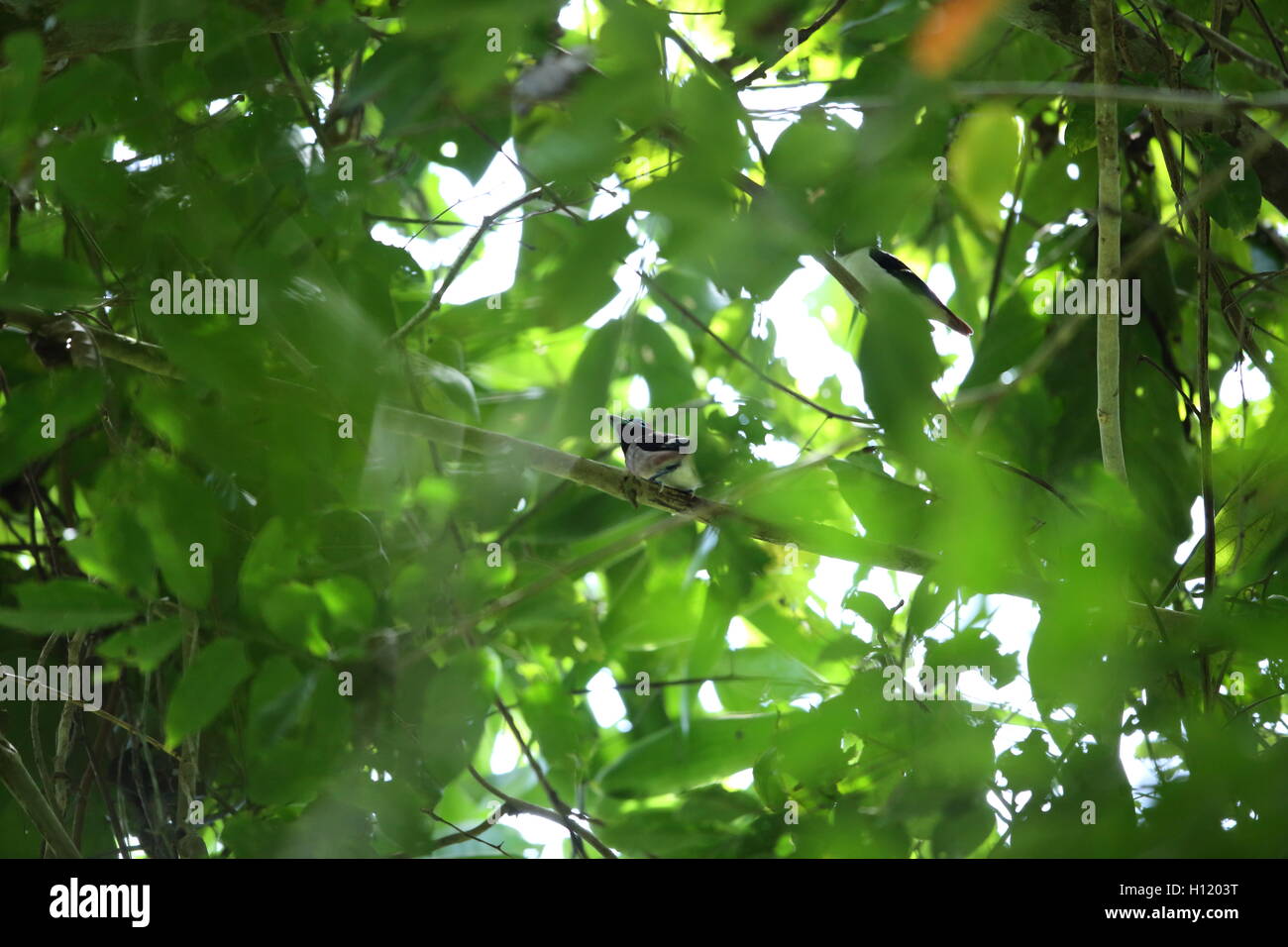 Visayan broadbill hi-res stock photography and images - Alamy