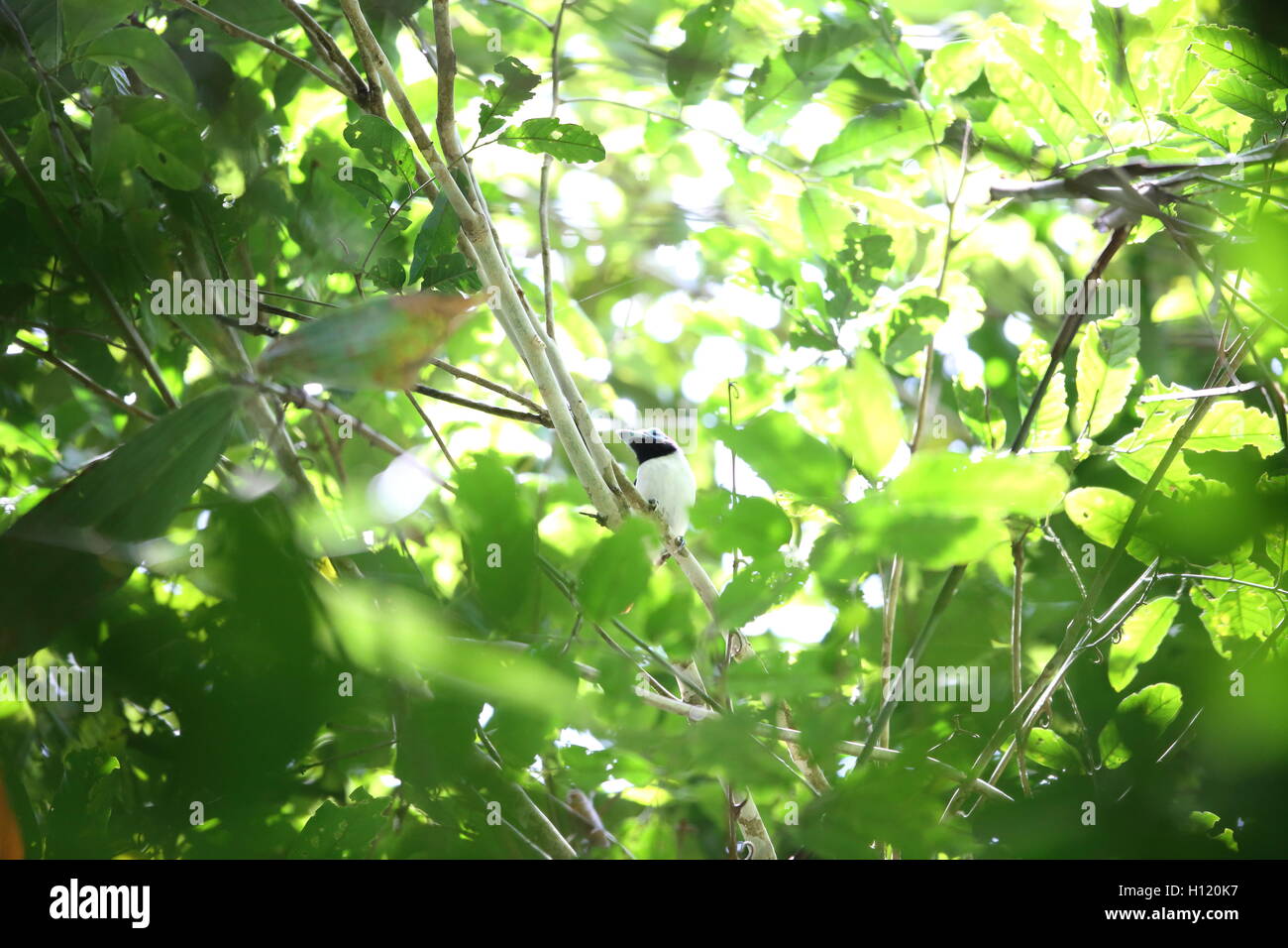Visayan broadbill (Eurylaimus samarensis) in Bohol, Philippines Stock ...