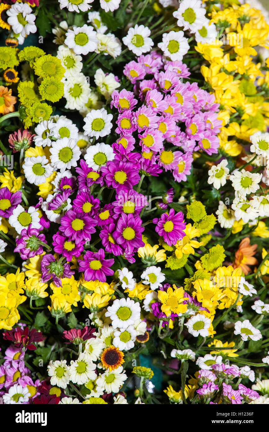 Wildflowers colorful background Stock Photo - Alamy